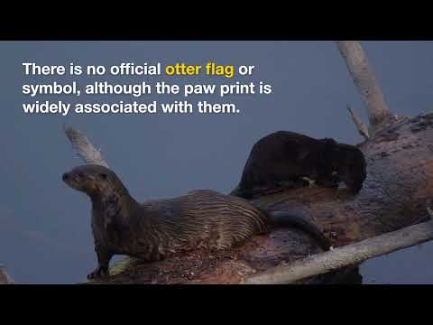 Gay Otter - What is it? What does it mean?