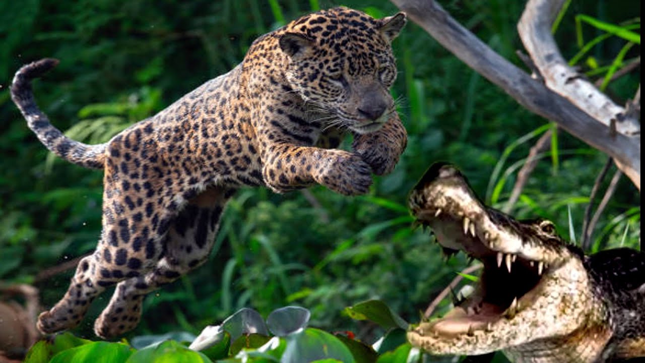 Horrified! Jaguar vs Caiman - The most extreme animal fights ever f...