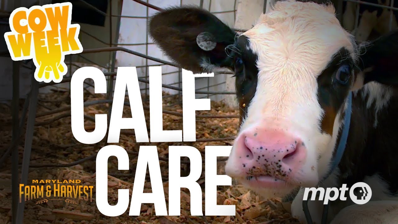 Calf Care | Cow Week MF&H