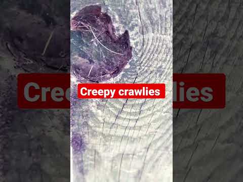 Creepy Crawlies