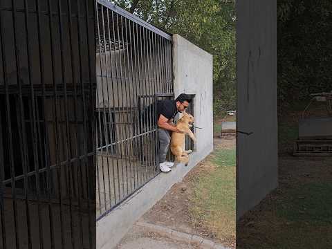 Dangerous Lion Cub in Angry Mood | Nouman Hassan |
