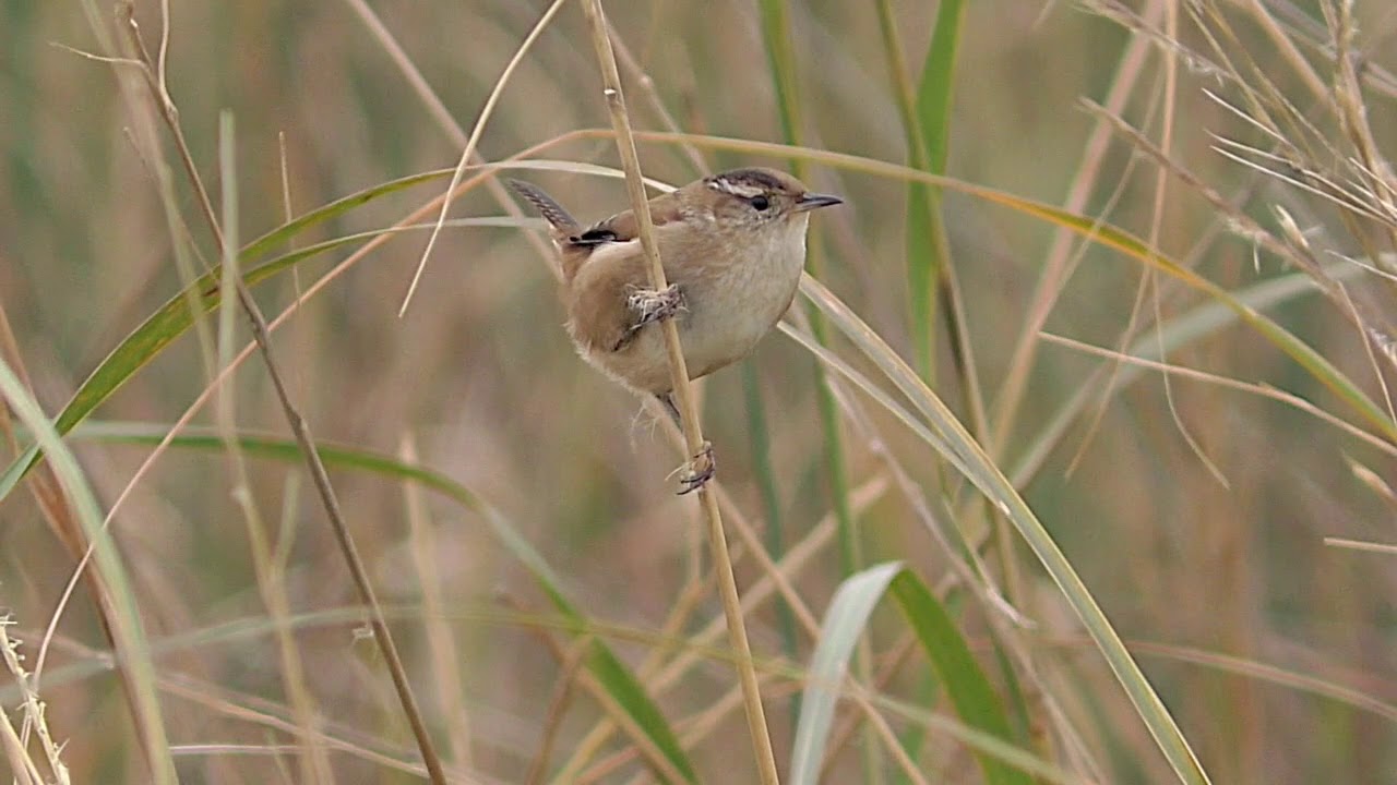 Marsh Wrens