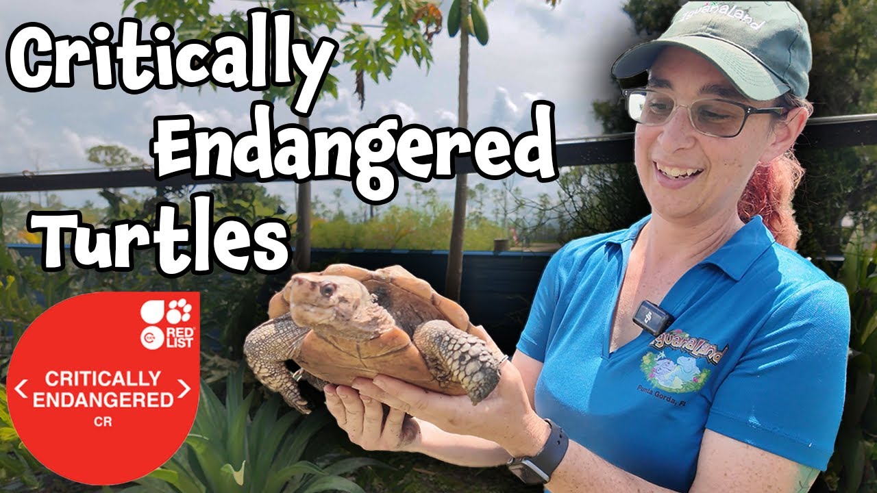 Meet Our Critically Endangered Turtles!