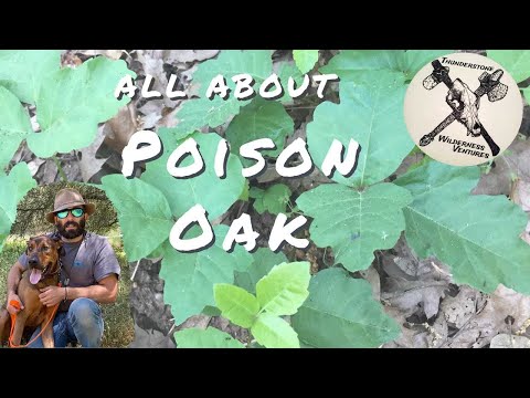 Everything you ever wanted to know about Poison Oak!