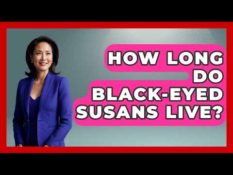 How Long Do Black-Eyed Susans Live? - The Midwest Guru