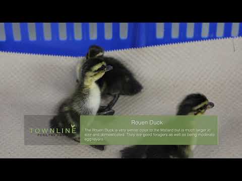 Rouen Ducklings