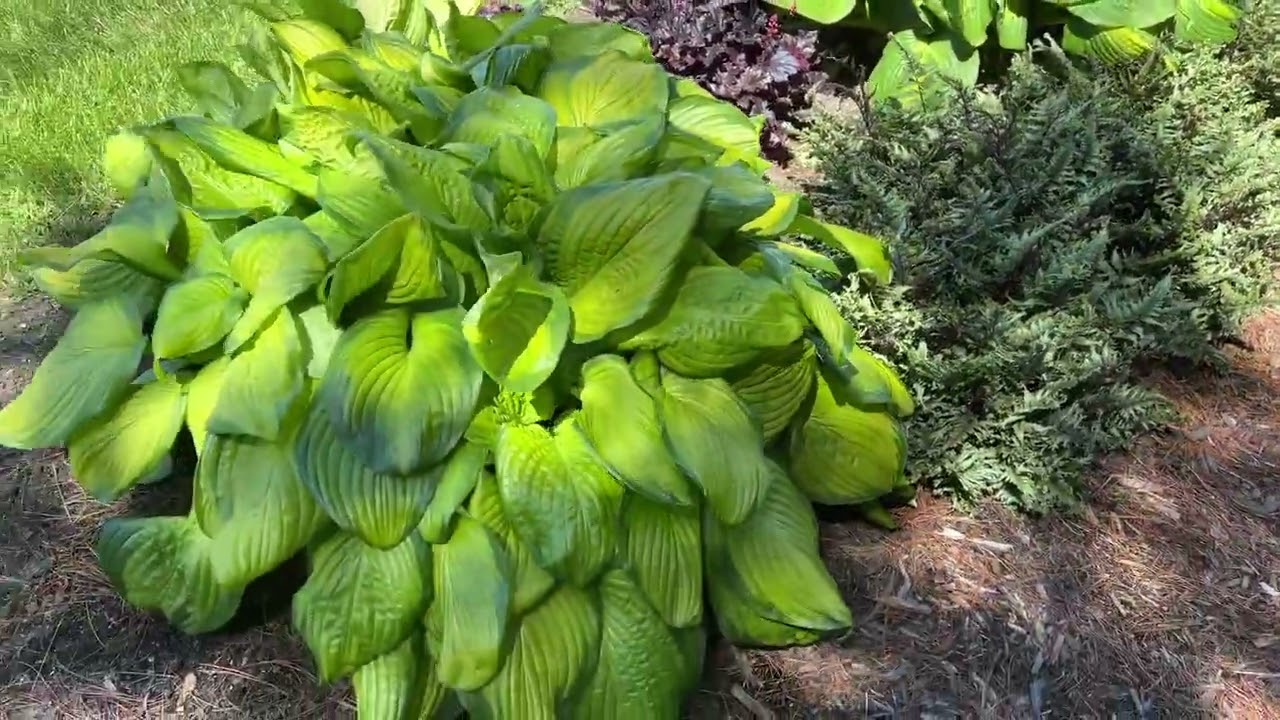 Hosta Walk June 2022