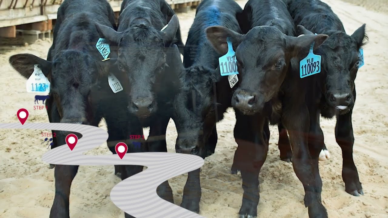 ABS NuEra Genetics: Efficient, Profitable, Sustainable & Climate-Smart Beef Genetics