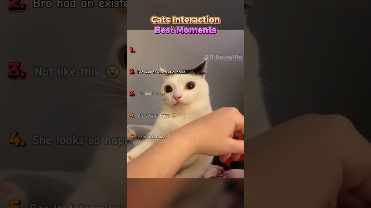 This Cat Is Halfway to Heaven 😂 | Funniest Cat Interactions Ever!