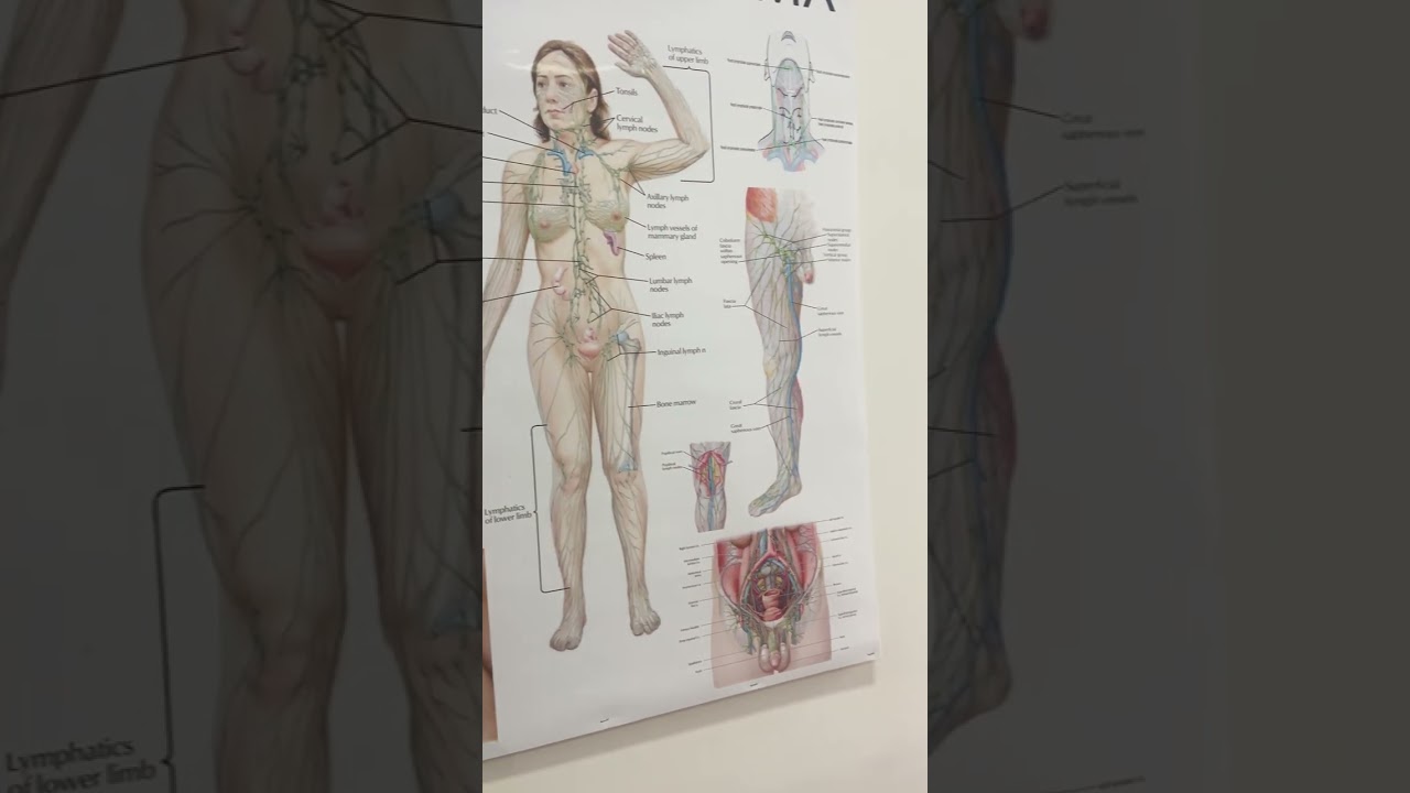 The Lymphatic System: A Comprehensive Visual Guide PDF HQ FILE