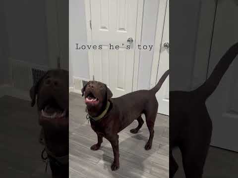 Chocolate brown labrador family member 😀