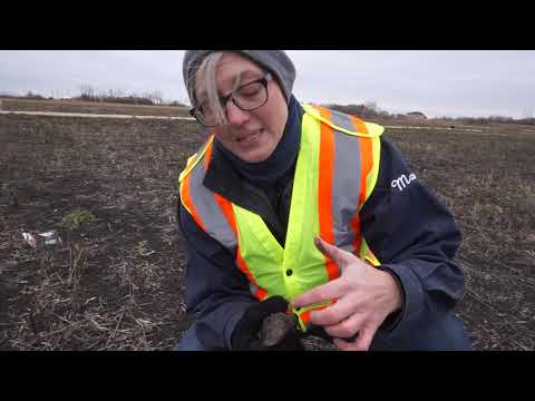 What are "mottles"? Mottles in the soil sample (2018)