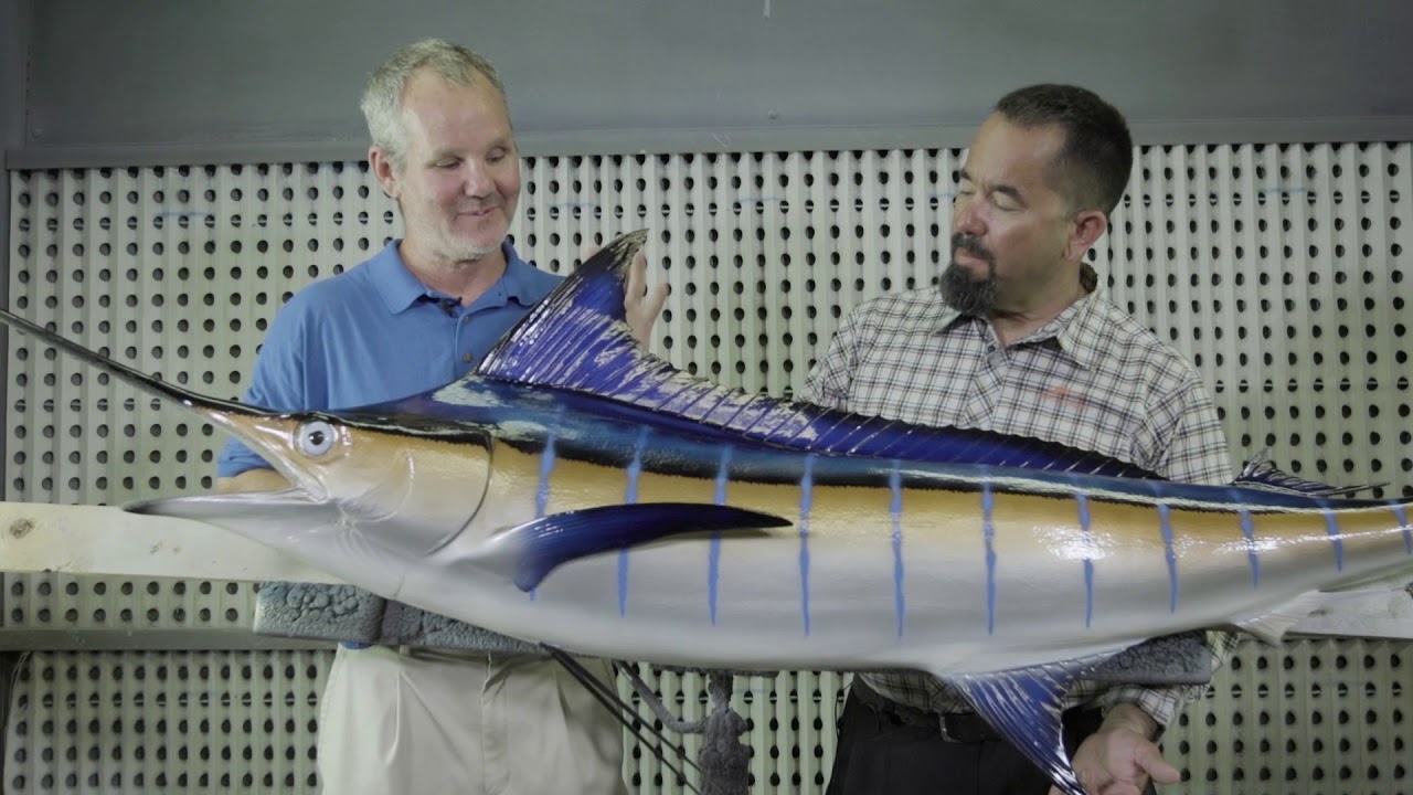 Billfish Identification | Blue Marlin