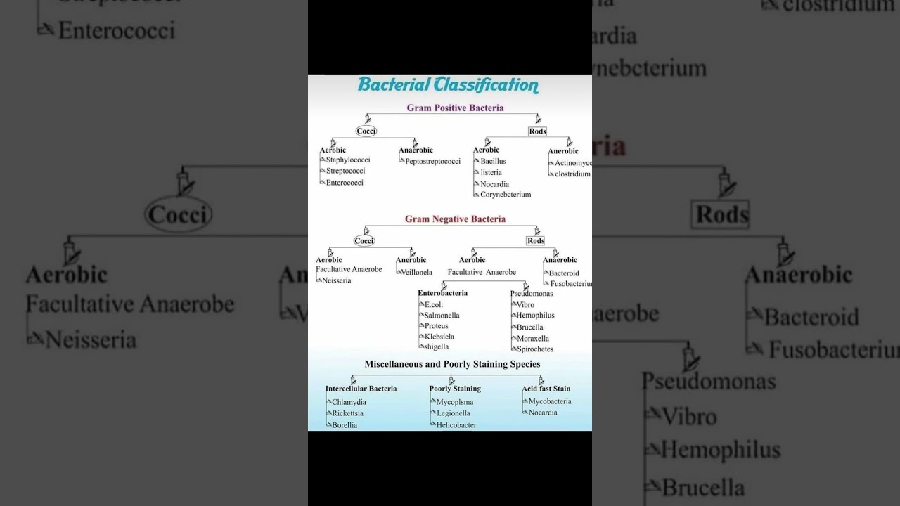 Bacterial Classification #microbiology #medical #student #pathology #competitiveexams #bacteria