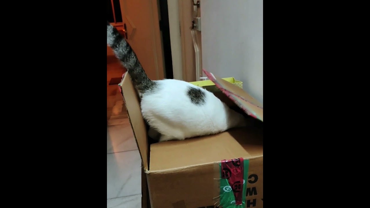 The Hilarious Antics of a Mischievous Cat! only @GlobalDigitalNXTOfficial