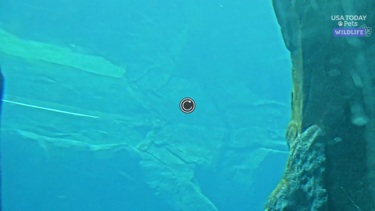 Watch beluga whales live at the Georgia Aquarium