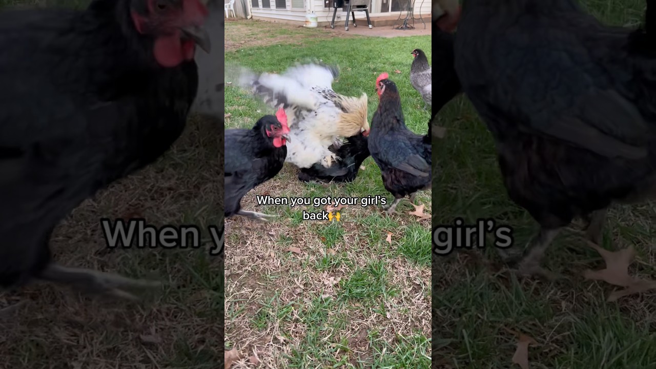 They ain’t afraid of no roo! #chickens #girlpower #rooster #funny #comedy #shorts