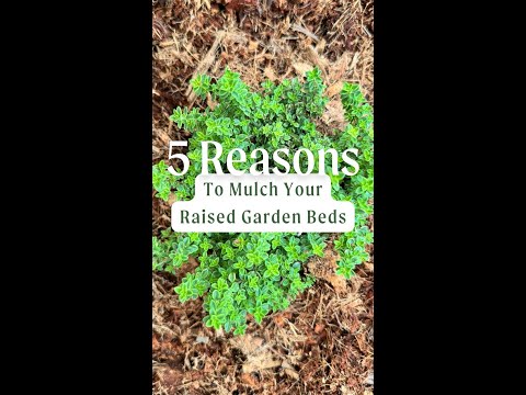5 Reasons You Should Mulch Your Raised Garden Beds