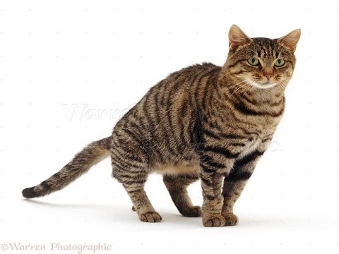 Tabby Cat Breed | Various Tabby Cat Patterns to Amaze You