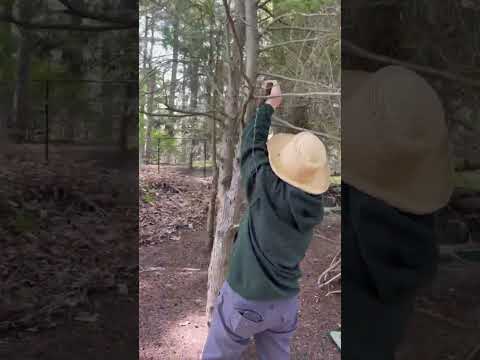 Pruning 101