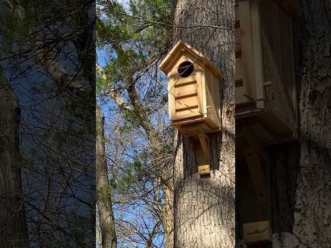 Install a NaturesCarolers Owl Nesting Box #shorts #owlnestingbox