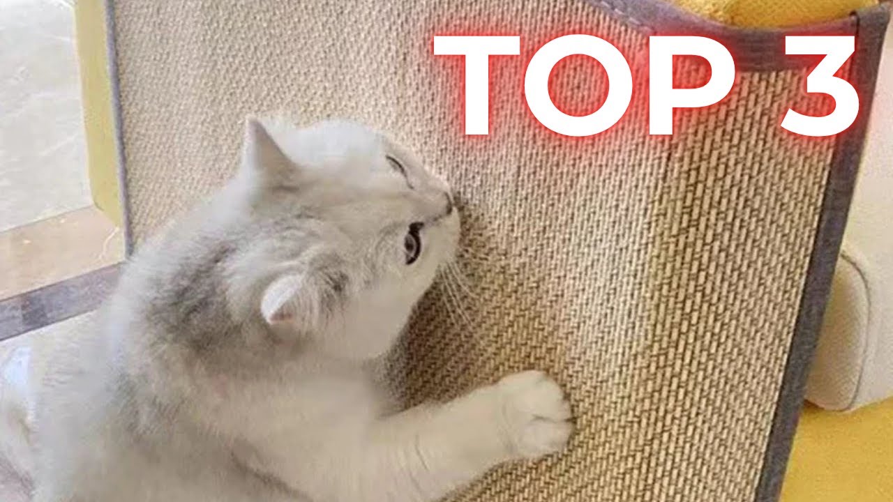 TOP 3 Best Cat Scratching Post 2025