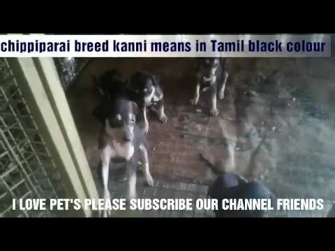 Kombai Chippiparai 45days kanni meaning in Tamil black native breed Tamil Nadu state Indian breed