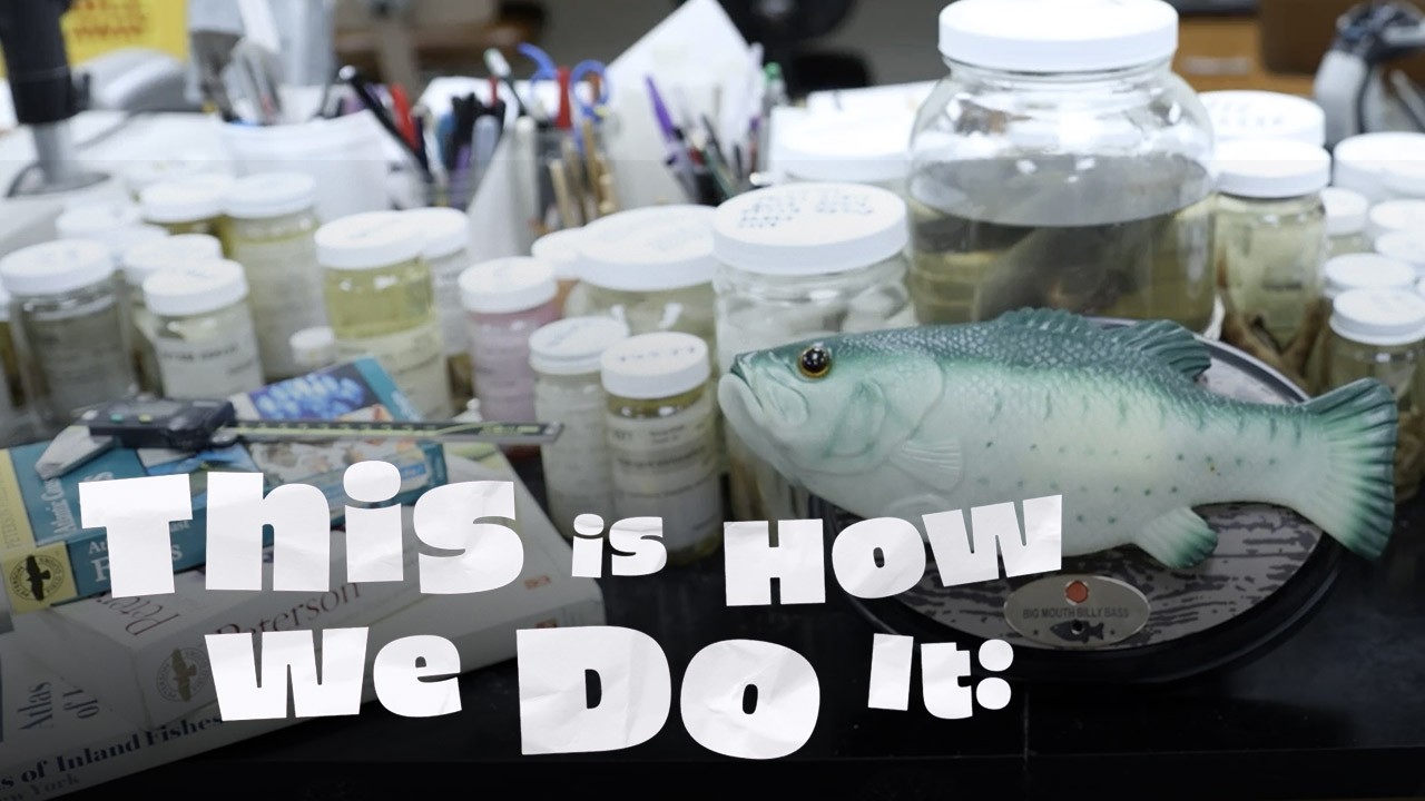 This Is How We Do It: The Fish Files