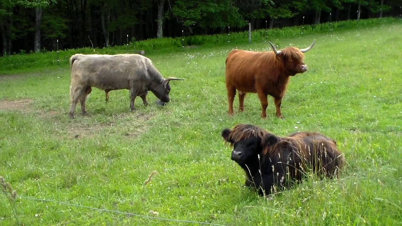 Highland Cow Chewing Cud