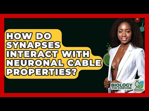 How Do Synapses Interact With Neuronal Cable Properties? - Biology For Everyone