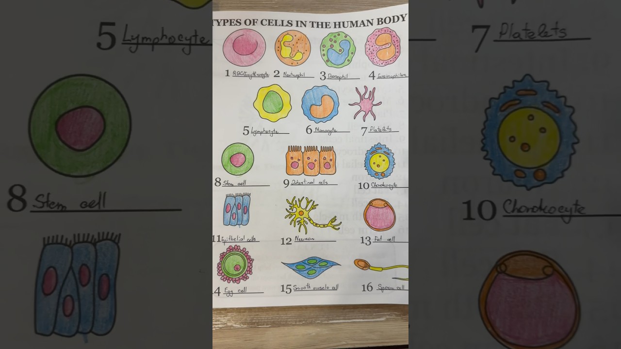 “Human Anatomy Coloring Book” by Danny Snyder