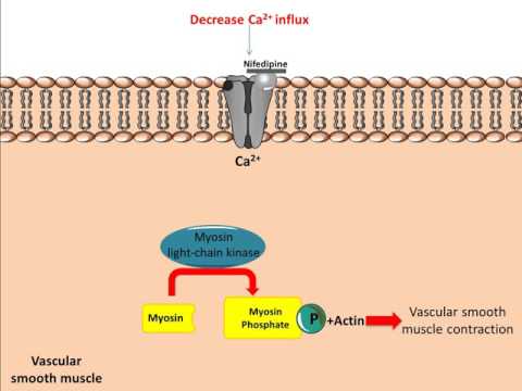 Mechanism of action for Calcium Channel Antagonists
