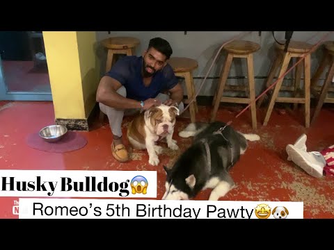 My dog’s birthday pawty | Goldenretriever | shihtzu 🎂🐾🐶