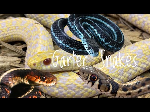 Species Spotlight- Garter Snakes