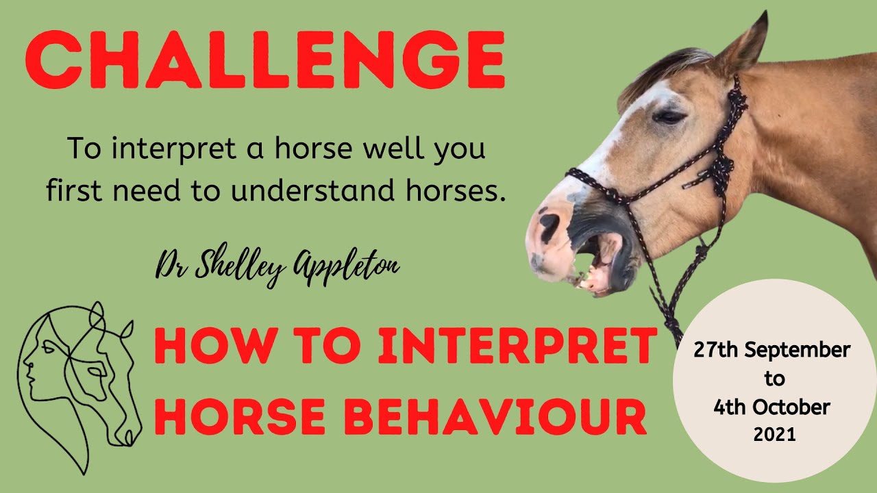 Challenge Case Study - Chapter 6