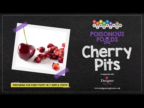 Can Dogs Eat Cherries?