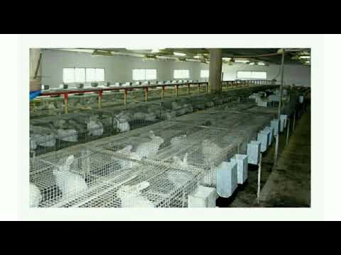 Rabbit Farming in India