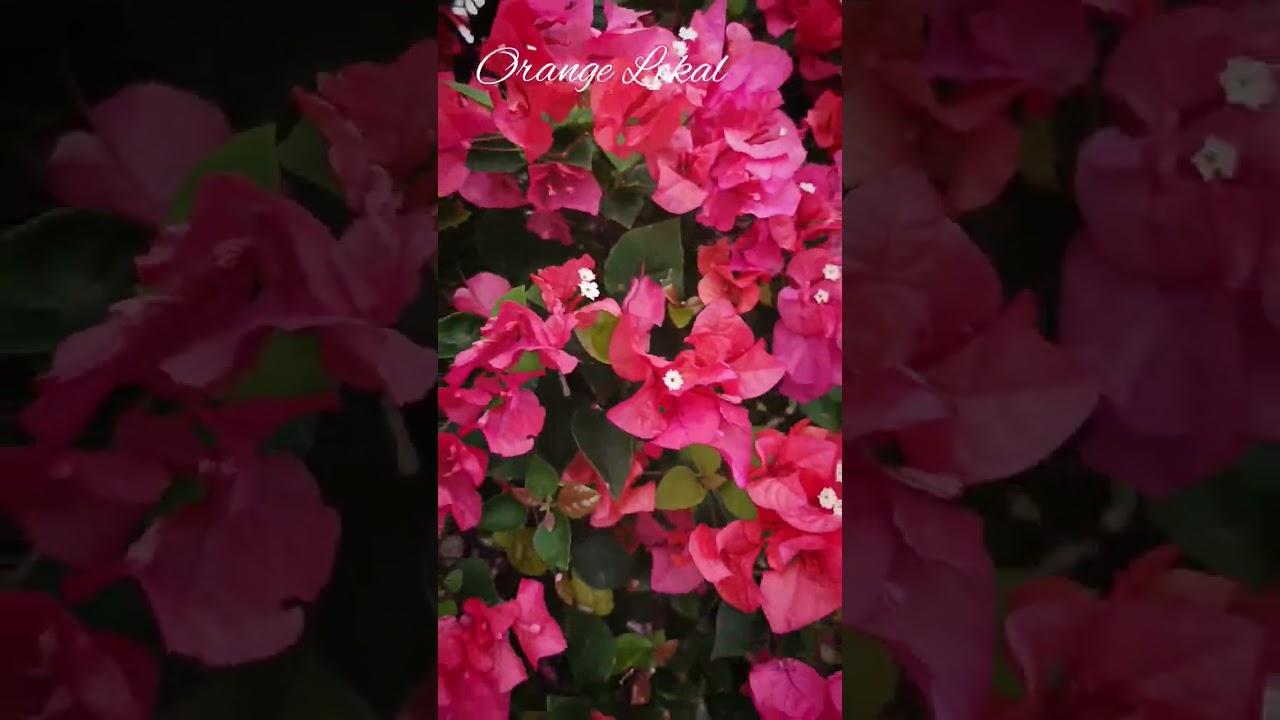Orange Local Bougainvillea #bougainvillea #bougenville #flower #garden #bungakertas