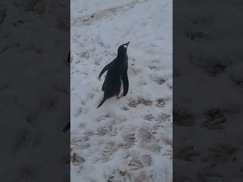 Gentoo Penguin #shorts