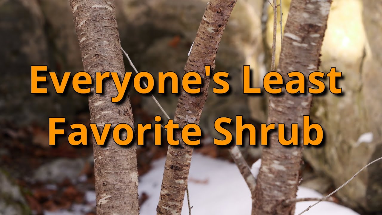 Learning European Buckthorn!