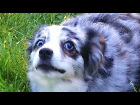 Australian Shepherd β Adorable And Hilarious Videos And Tik Toks Compilation