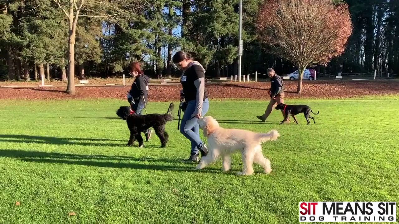 Dog Training Highlights - Sit Means Sit Portland