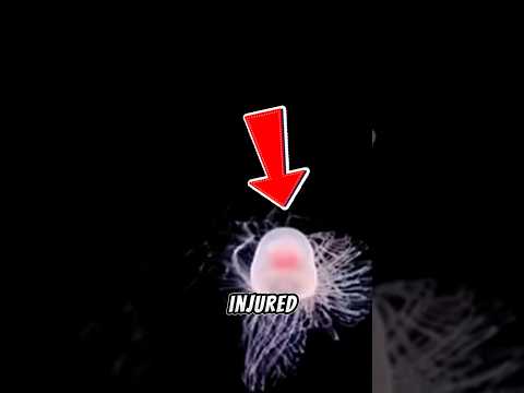 IMMORTAL SEA CREATURE! #shorts #animals #weird