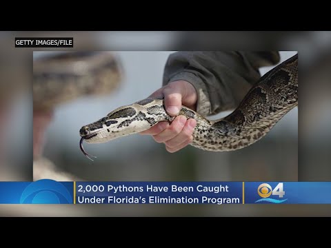 2,000 Pythons Caught Under Florida's Python Elimination Program