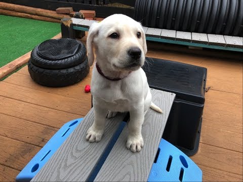 8 Week English Lab -Eva