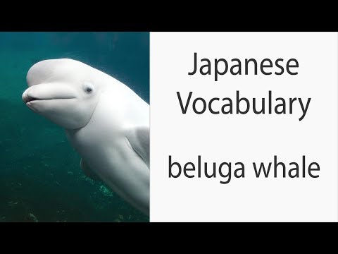 How to say "Beluga Whale" in Japanese
