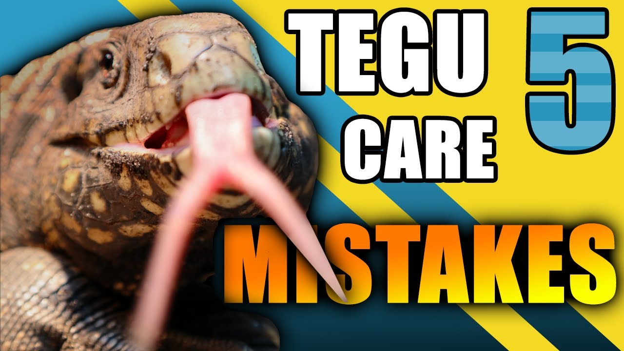 DON’T DO THIS With Your Tegu | Top 5 Costly Mistakes