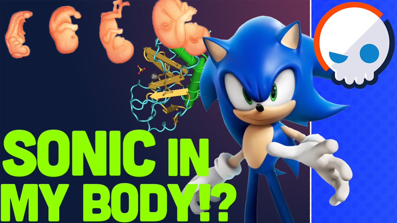 What is the Sonic Hedgehog Protein? | Gnoggin