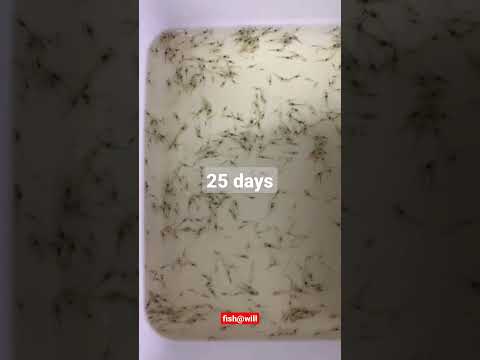 Vannamei Prawns Life Cycle