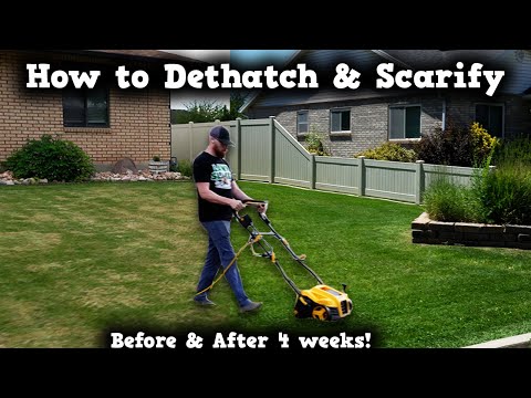 DIY How To: DETHATCHING & SCARIFYING this lawn SAVED IT! From brown to green again.